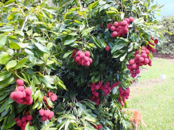 Lychee season draws visitors to farm